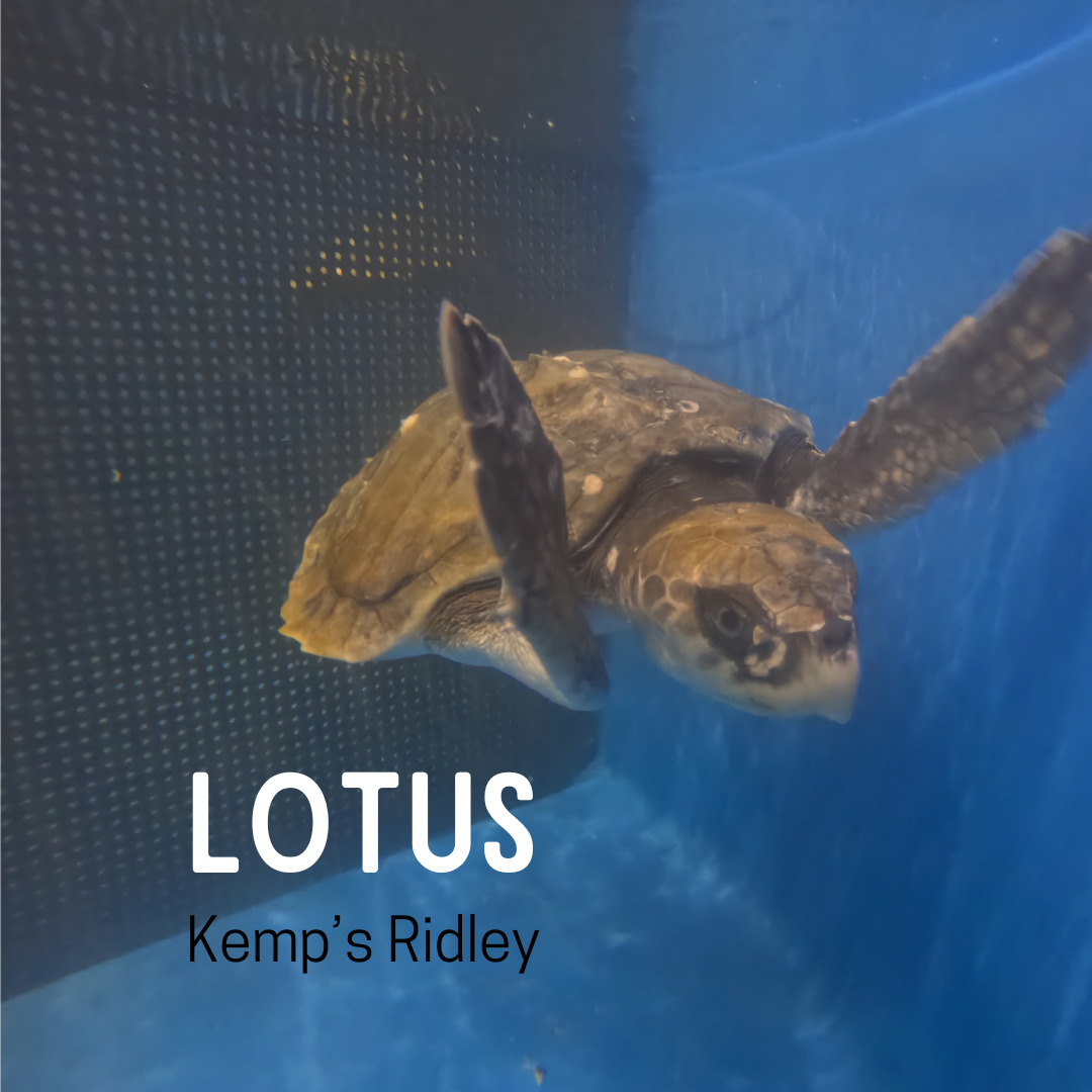 Adopt a Sea Turtle | The Karen Beasley Sea Turtle Rescue and ...