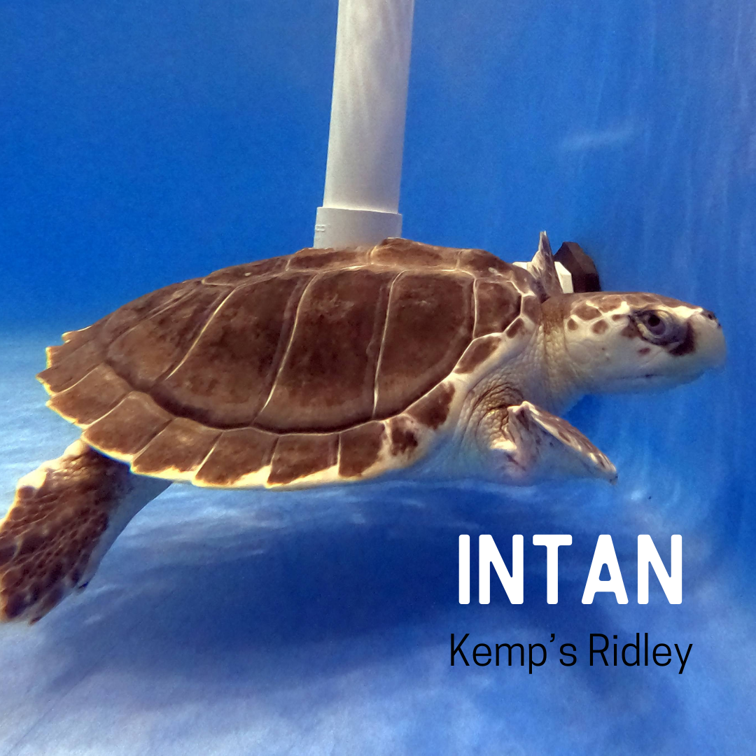 Adopt a Sea Turtle | The Karen Beasley Sea Turtle Rescue and ...
