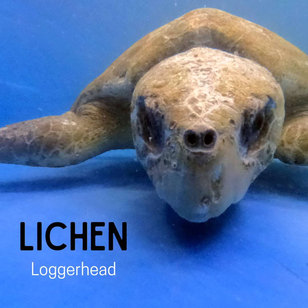 Adopt a Sea Turtle | The Karen Beasley Sea Turtle Rescue and ...