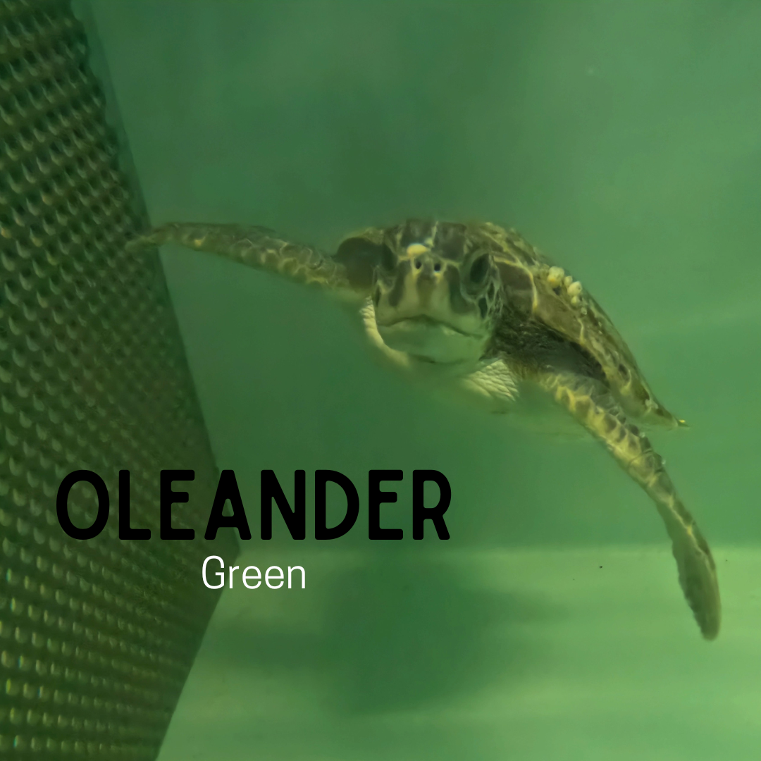 Adopt a Sea Turtle | The Karen Beasley Sea Turtle Rescue and ...