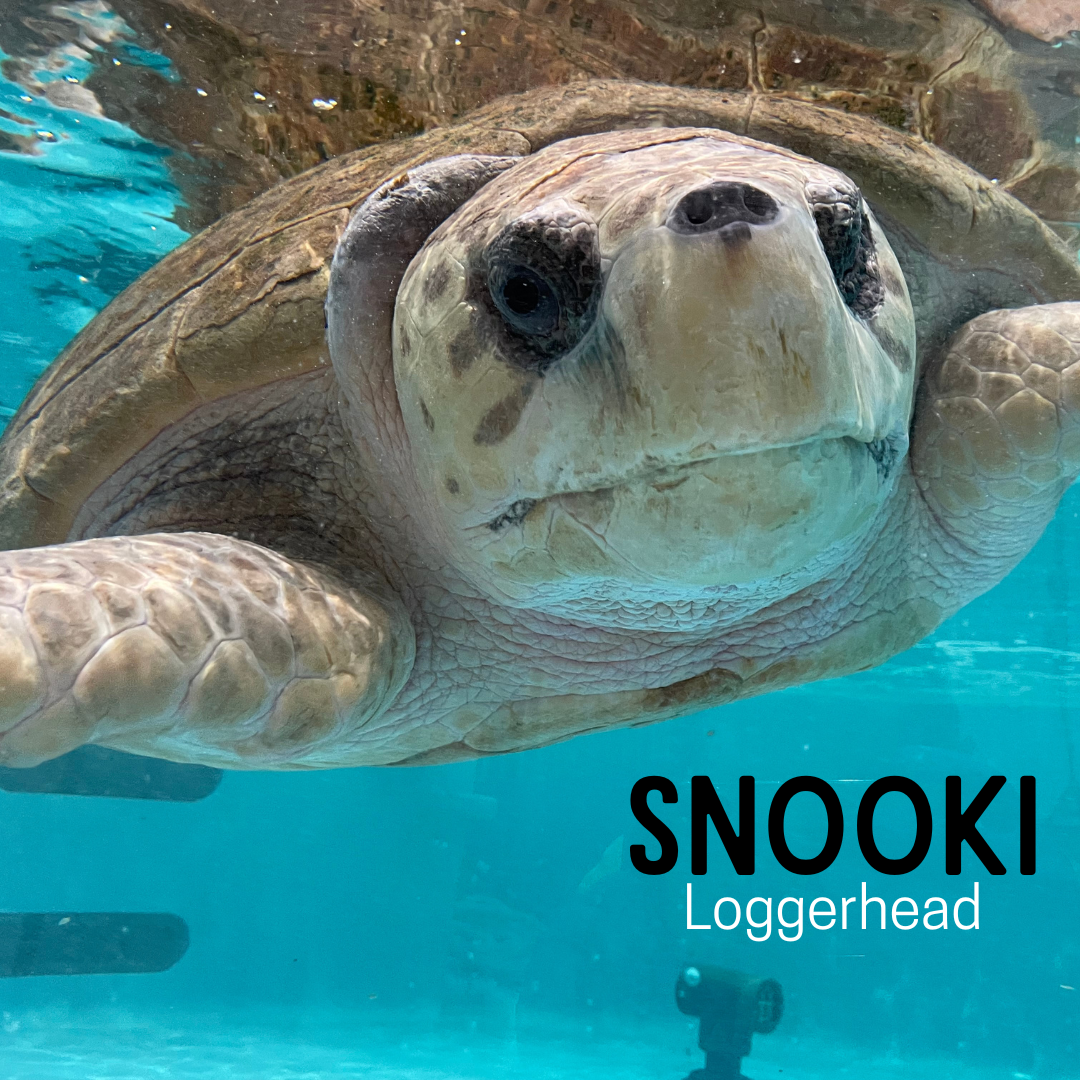 Adopt a Sea Turtle | The Karen Beasley Sea Turtle Rescue and ...