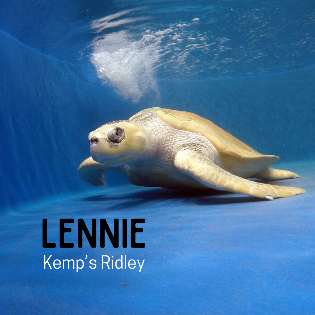 Adopt a Sea Turtle | The Karen Beasley Sea Turtle Rescue and ...